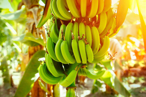 BANANA N&A FLAVOR – Lebermuth