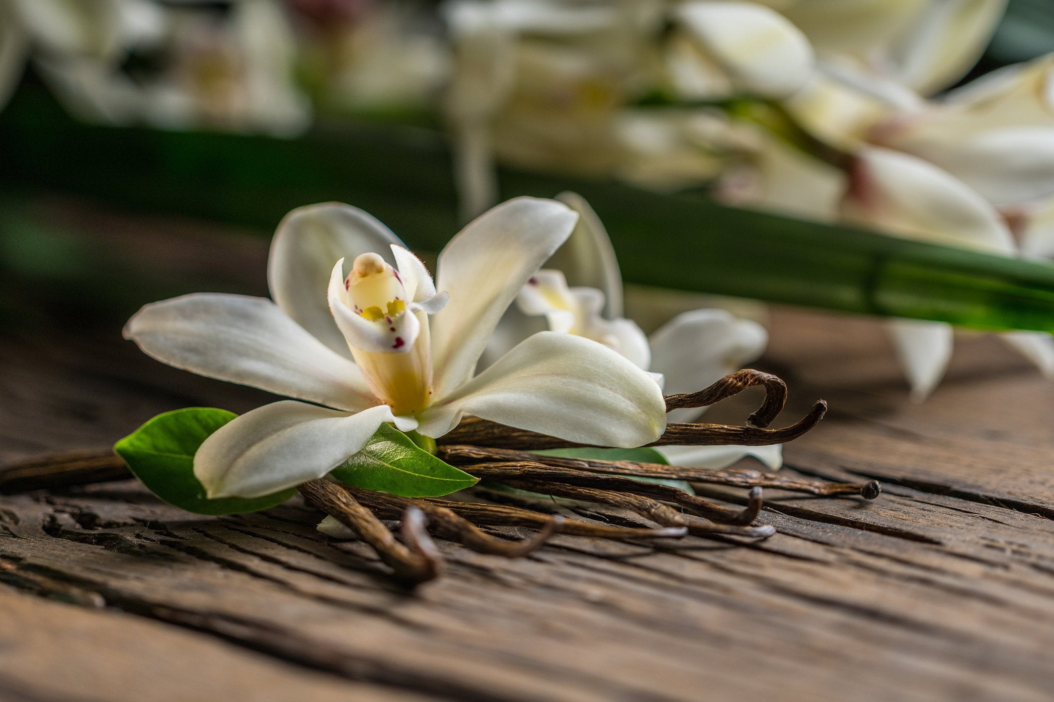 VANILLA NON-DISCOLORING* – Lebermuth