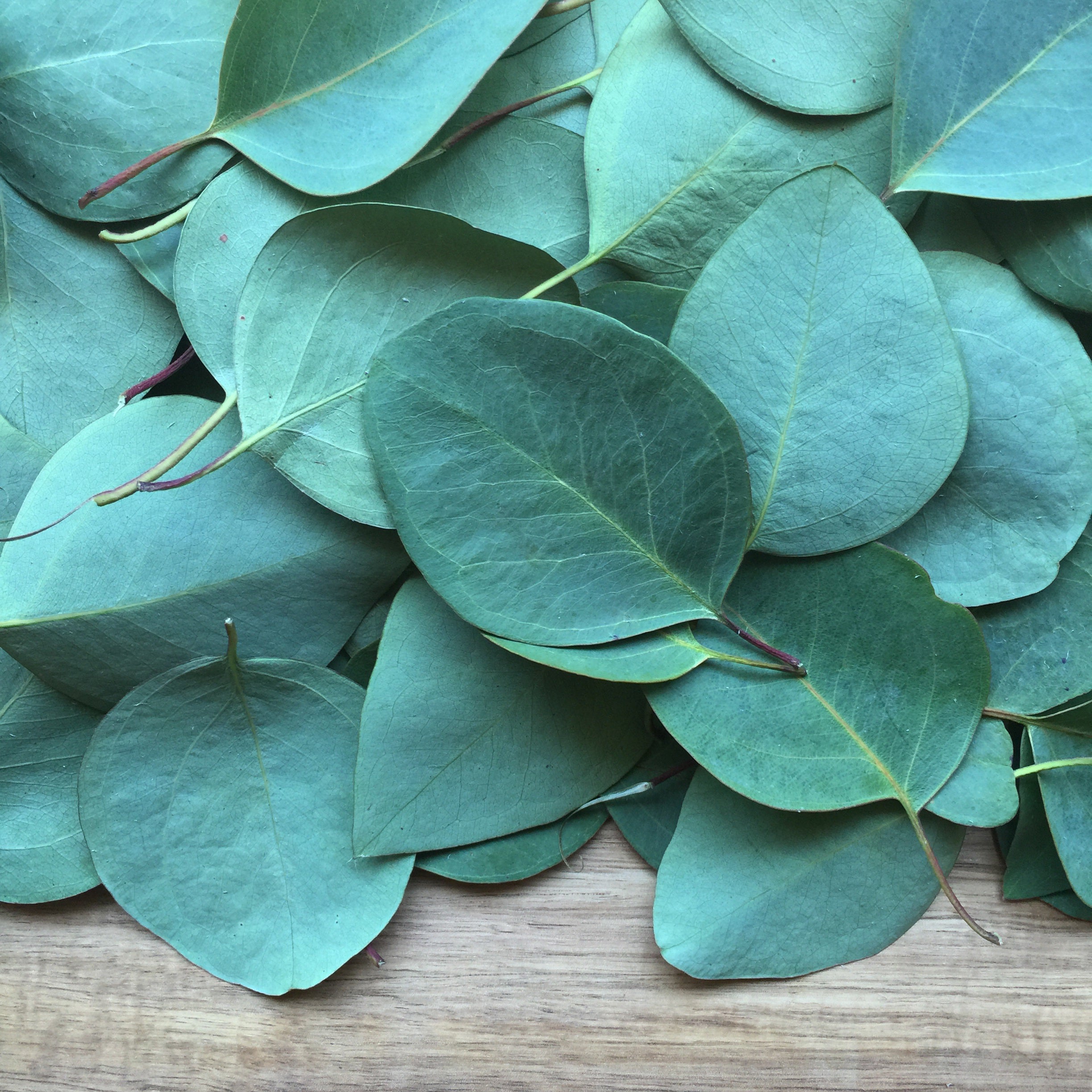 EUCALYPTUS GLOB ORGANIC OIL – Lebermuth