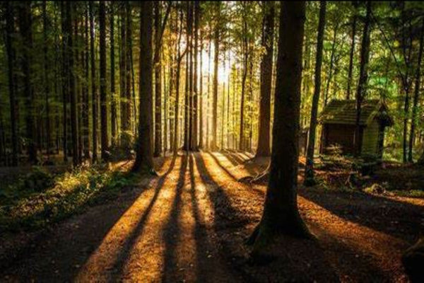 Warm Rustic Woods – Lebermuth