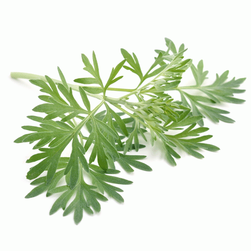 WORMWOOD NATURAL USA – Lebermuth